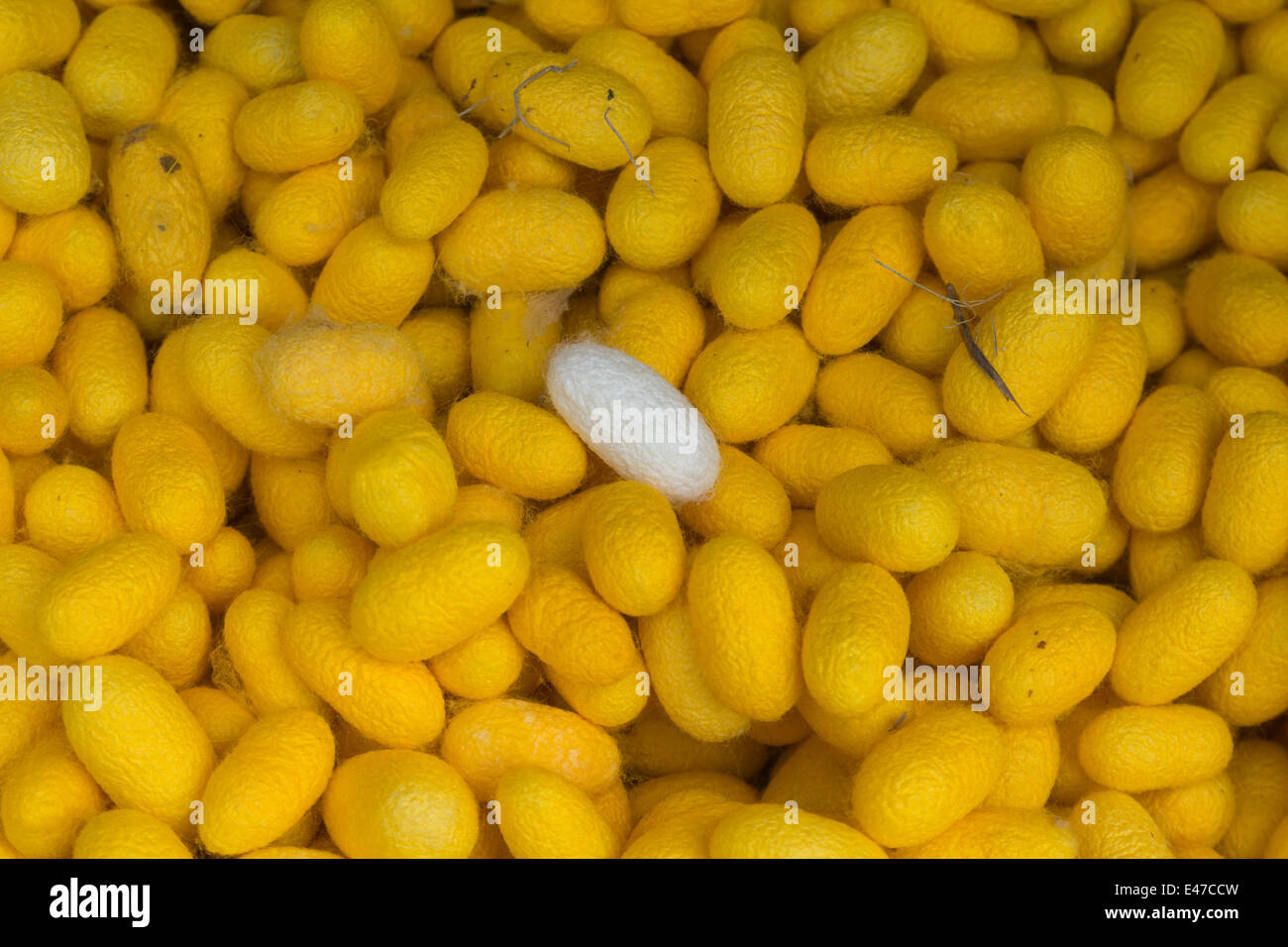 There are silkworm cocoons, natural source of silk before it's ...