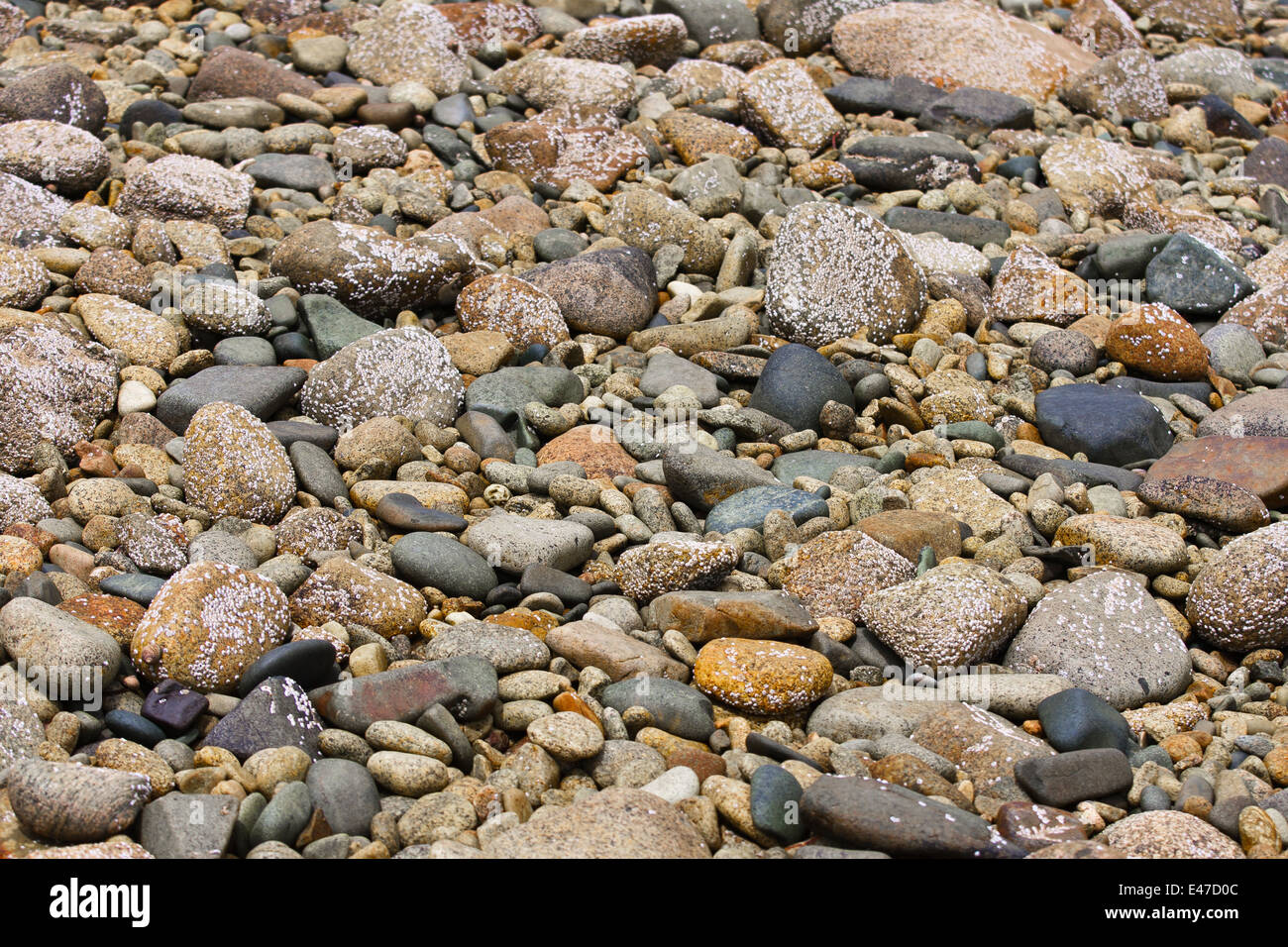 Many coloured pebbles at the beach Stock Photo - Alamy