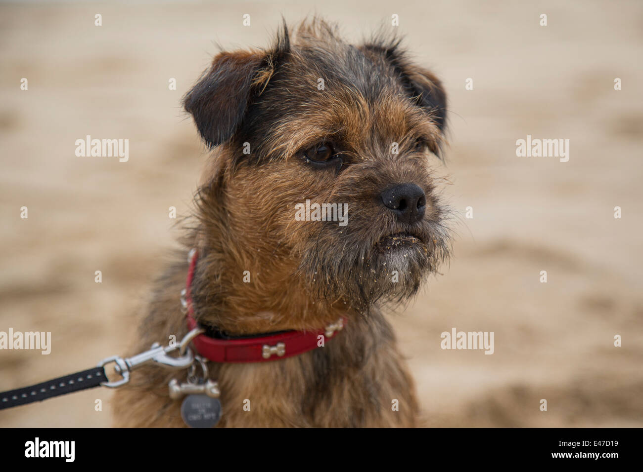 Terrier cross hi-res stock photography and images - Alamy
