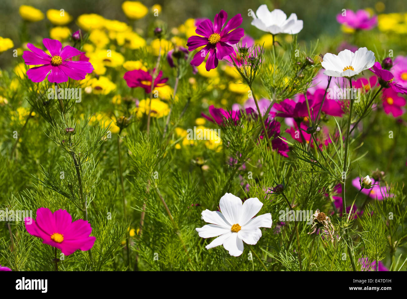 Cosmos flowers (Cosmos bipinnatus) growing in a country garden Stock ...