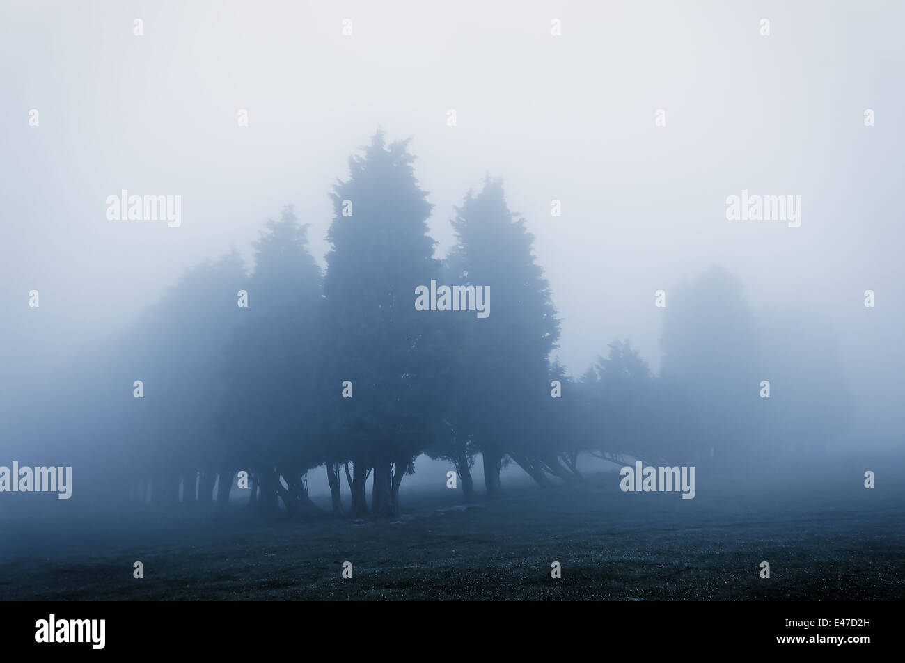 trees in the fog with vintage filter effect Stock Photo - Alamy
