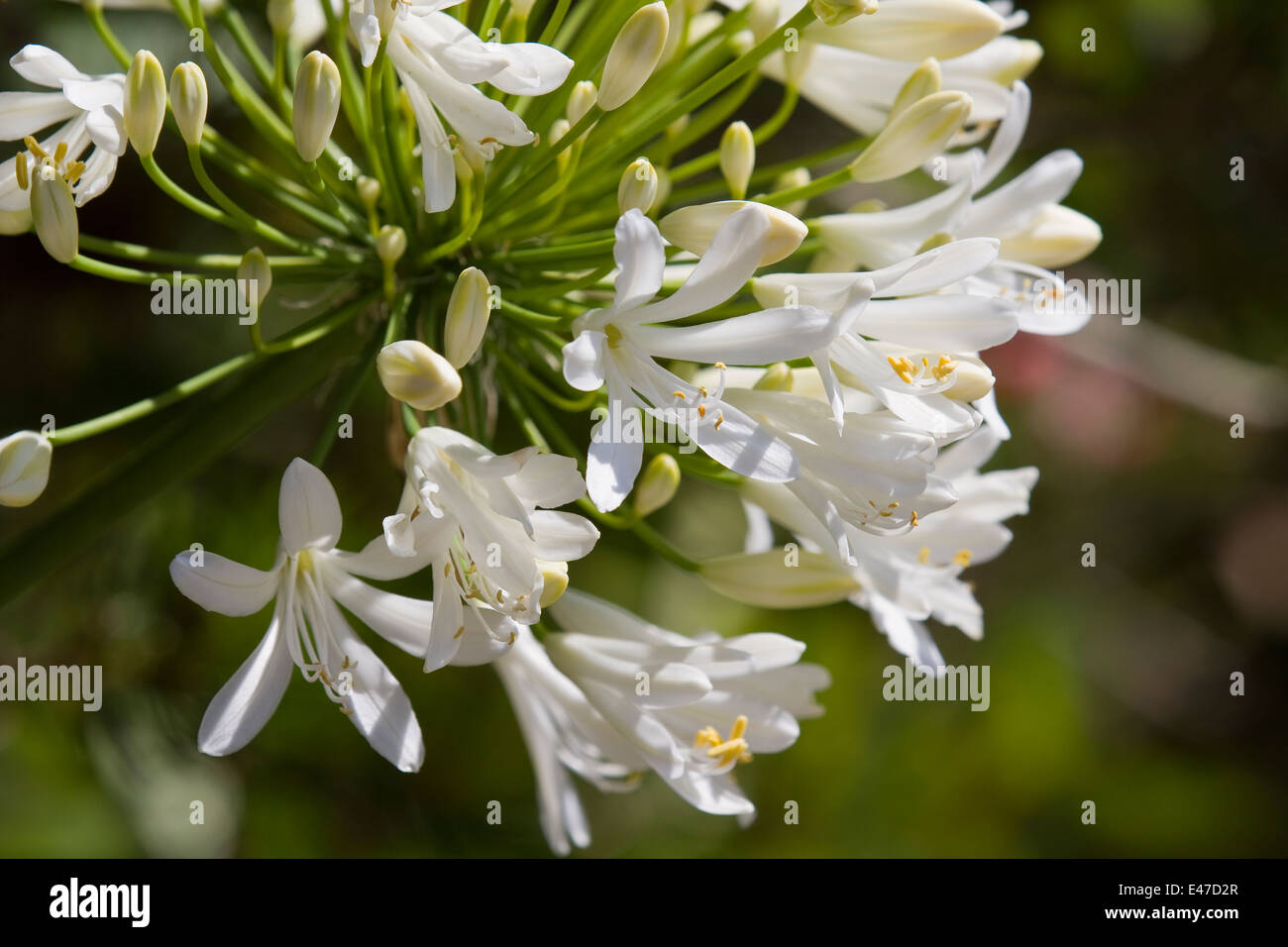 A white agapanthus flower (AGAPANTHUS AFRICANUS ALBUS Stock Photo - Alamy