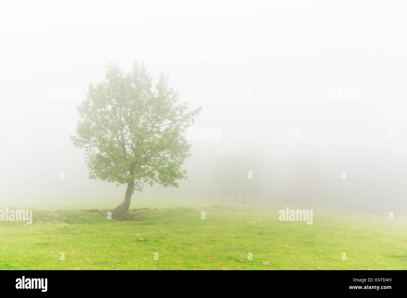 lonely tree on spring with beautiful light and fog Stock Photo - Alamy