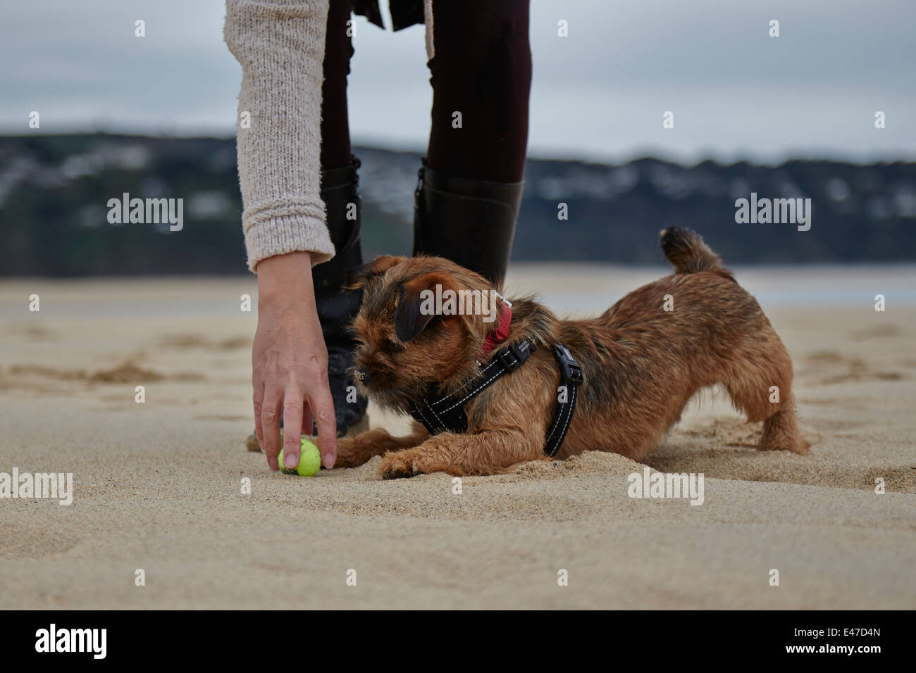 My families Border Terrier cross, he has a large personality and is ...