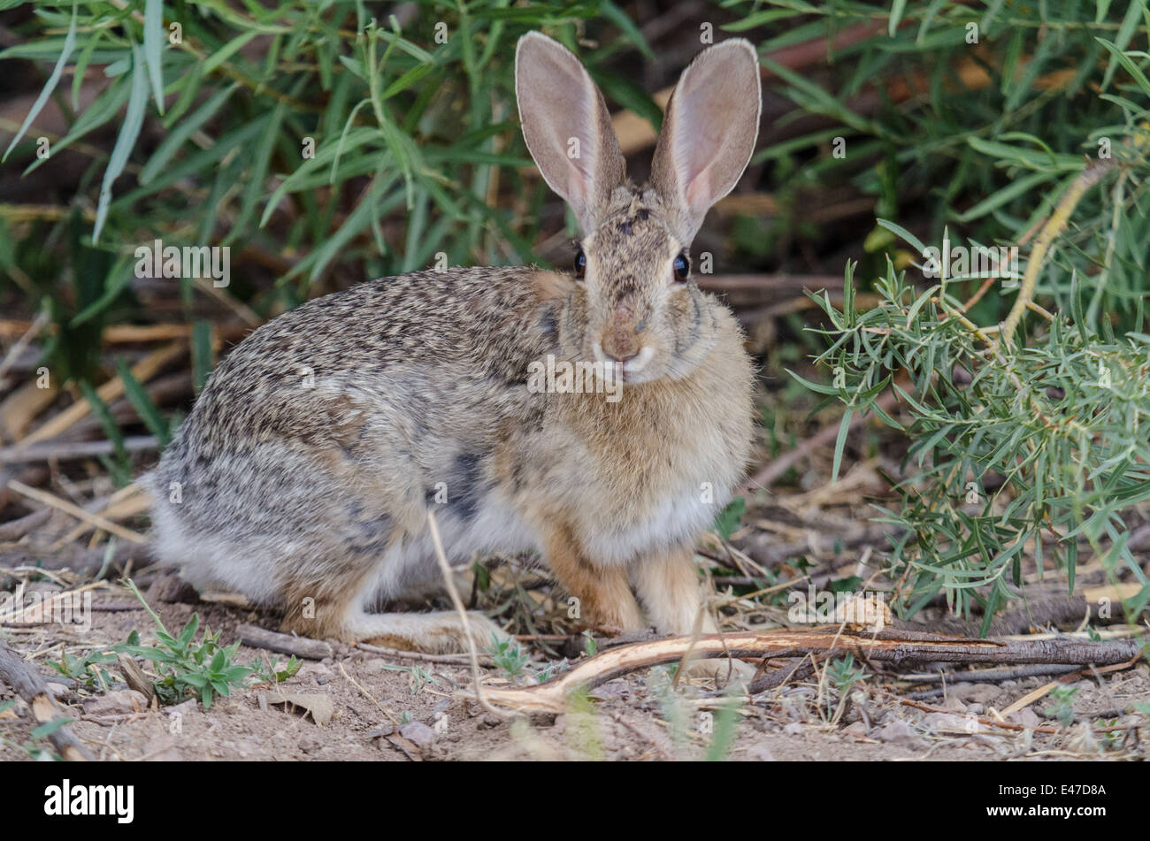 Desert cottontail rabbit or audubons cottontail hi-res stock ...