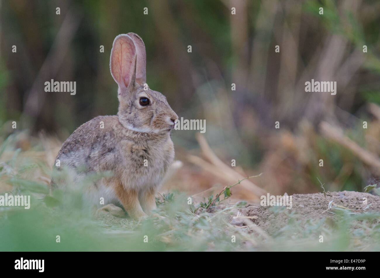 Desert Cottontail Rabbit, (Sylvilagus audubonii), Bosque del Apache ...