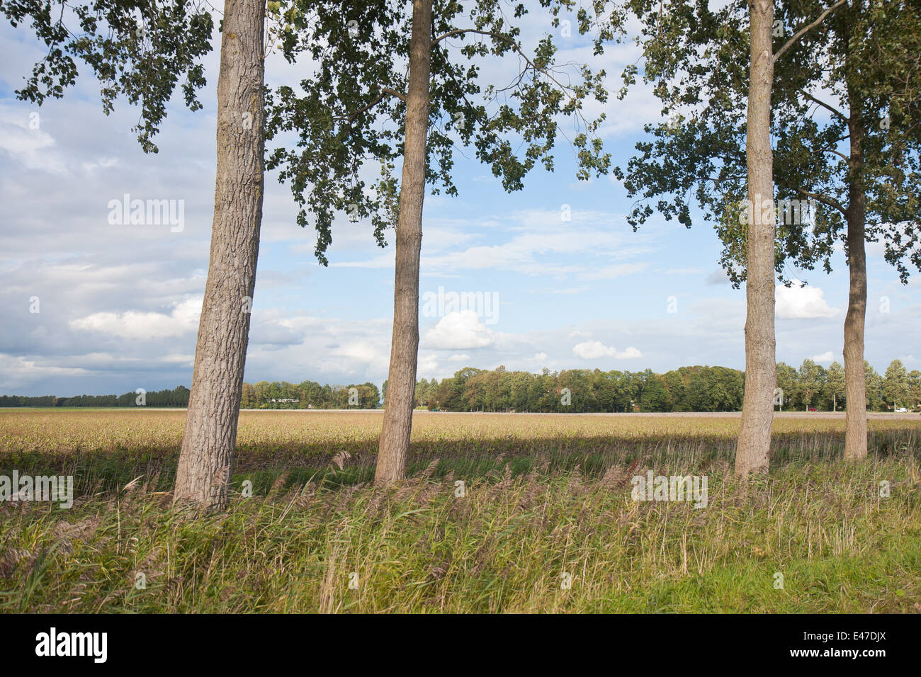 Some trees in a typical Dutch rural landscpe Stock Photo - Alamy