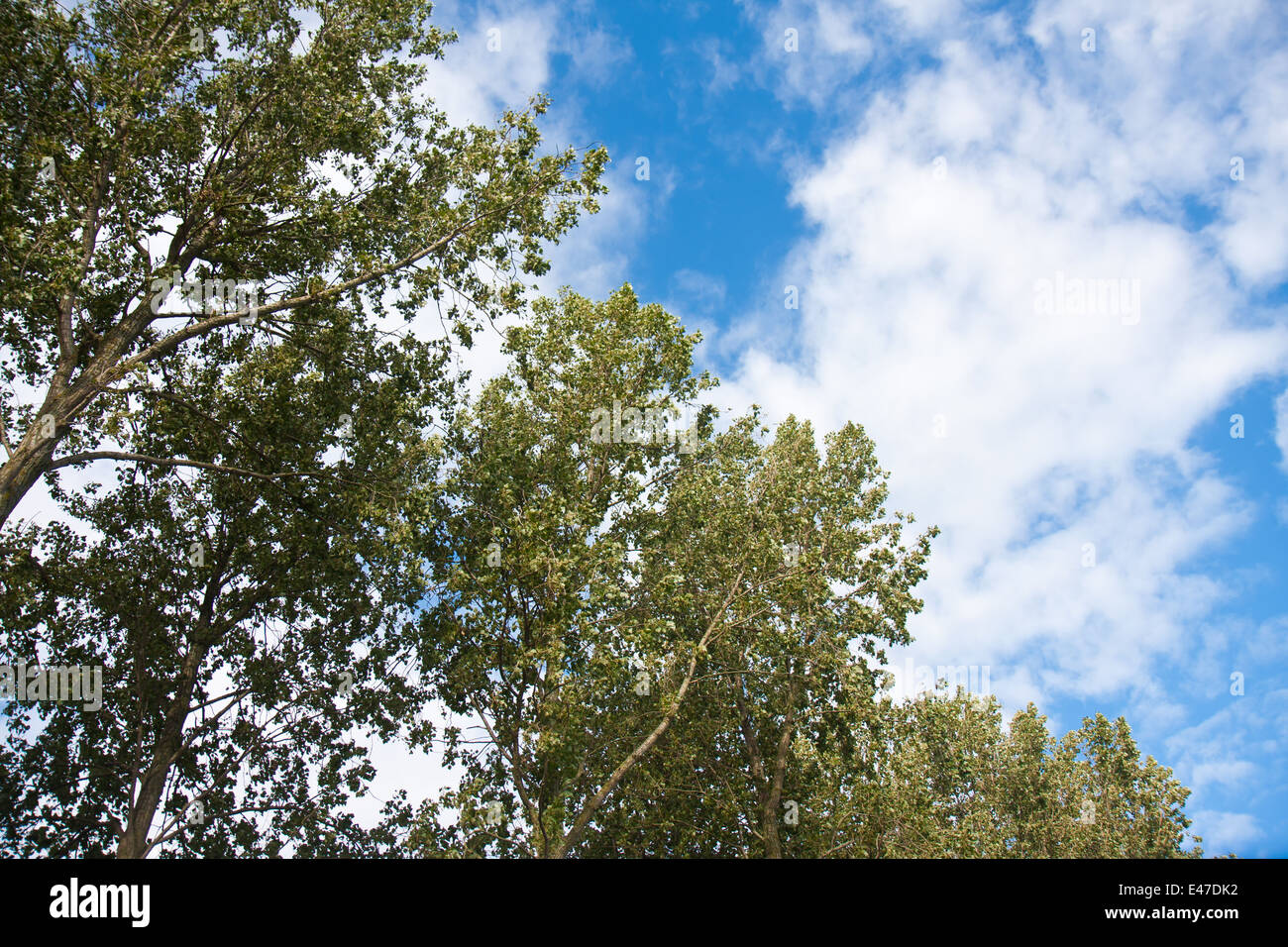 Big trees facing the blue sky with clouds Stock Photo - Alamy