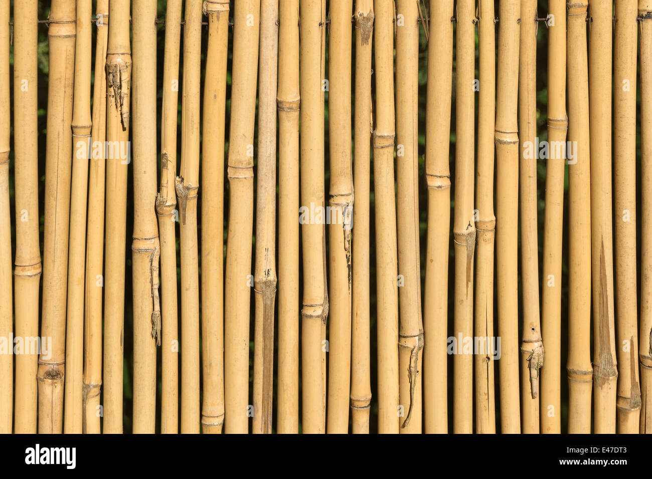 Single Bamboo Pole Texture