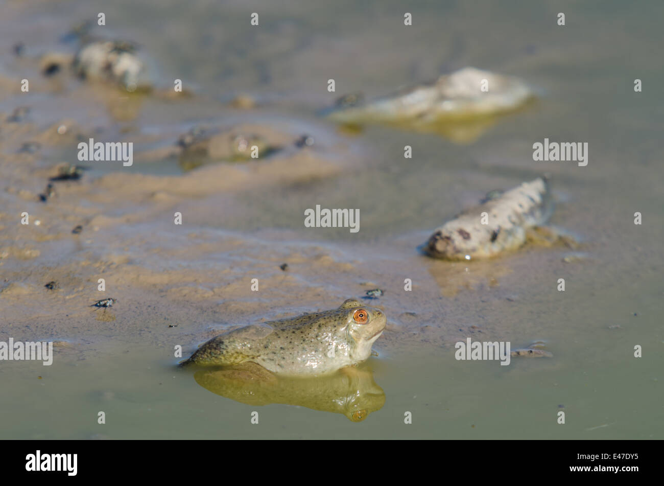 Live Bullfrog, (Lithobates catesbeianus), metamorph amongst dead ...