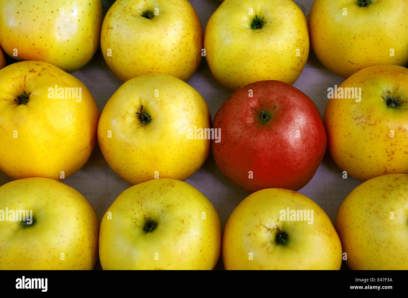 Rows of yellow apples close-up with one red apple in the middle Stock ...