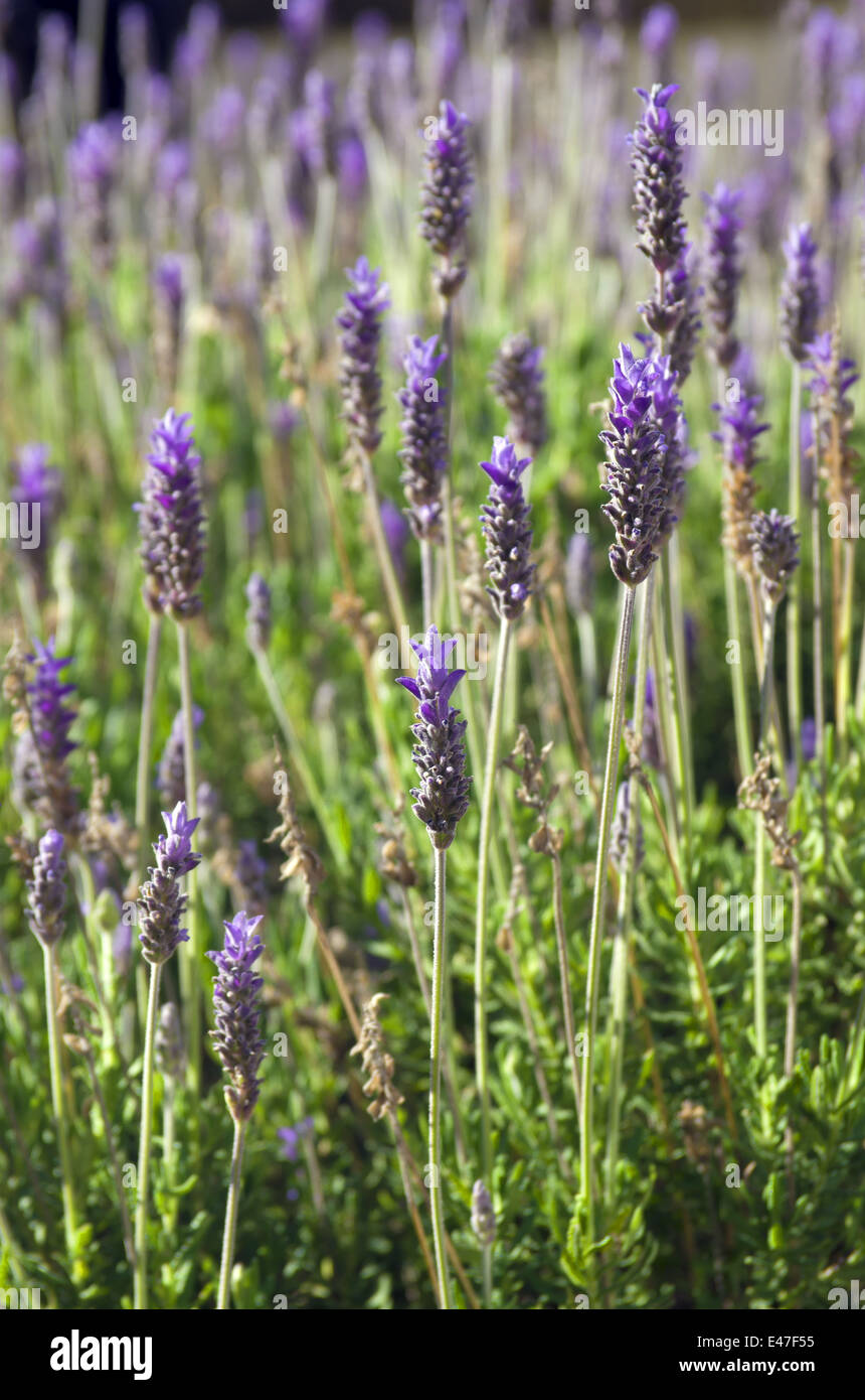 Sequim spring hi-res stock photography and images - Alamy