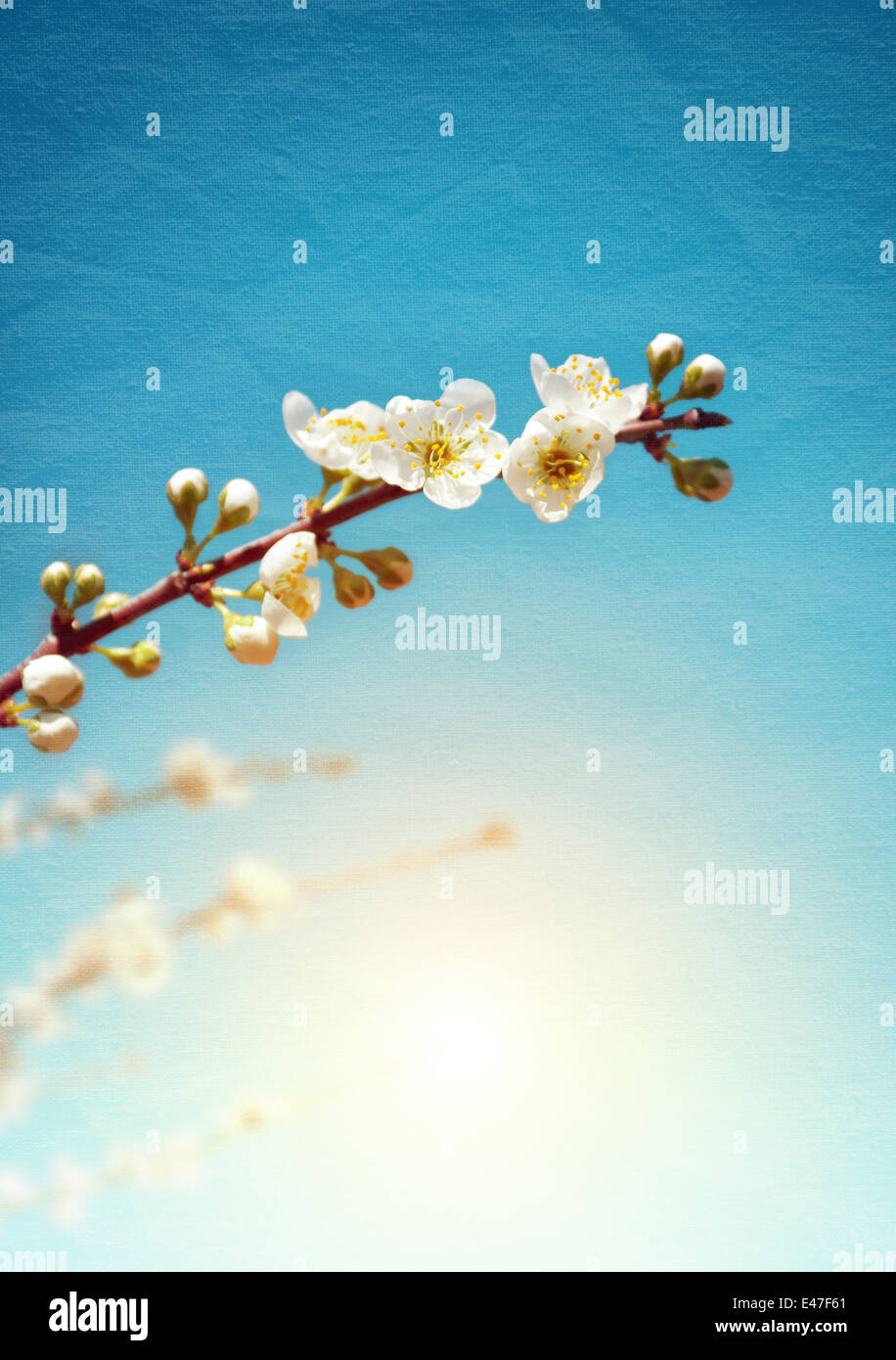 Japanese almond tree hi-res stock photography and images - Alamy