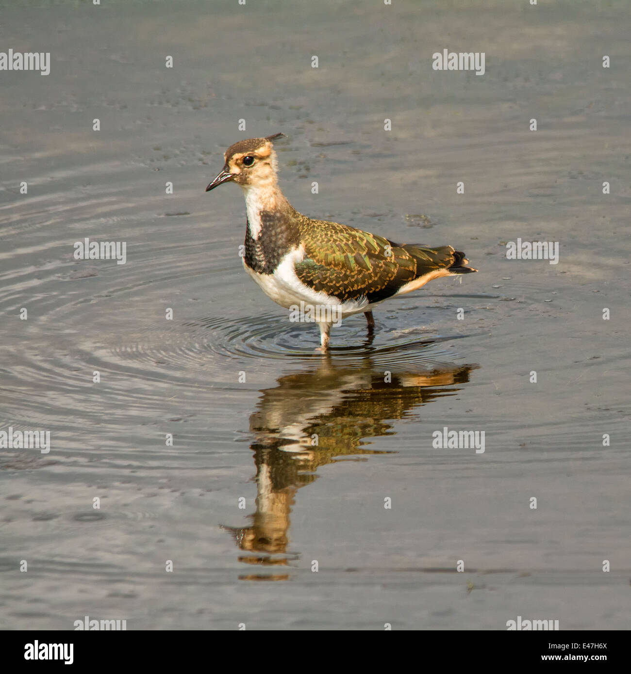 Crested plover hi-res stock photography and images - Alamy