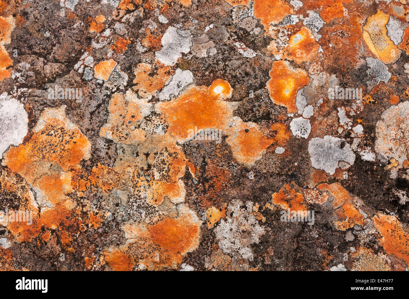 Crustose lichen close hi-res stock photography and images - Alamy