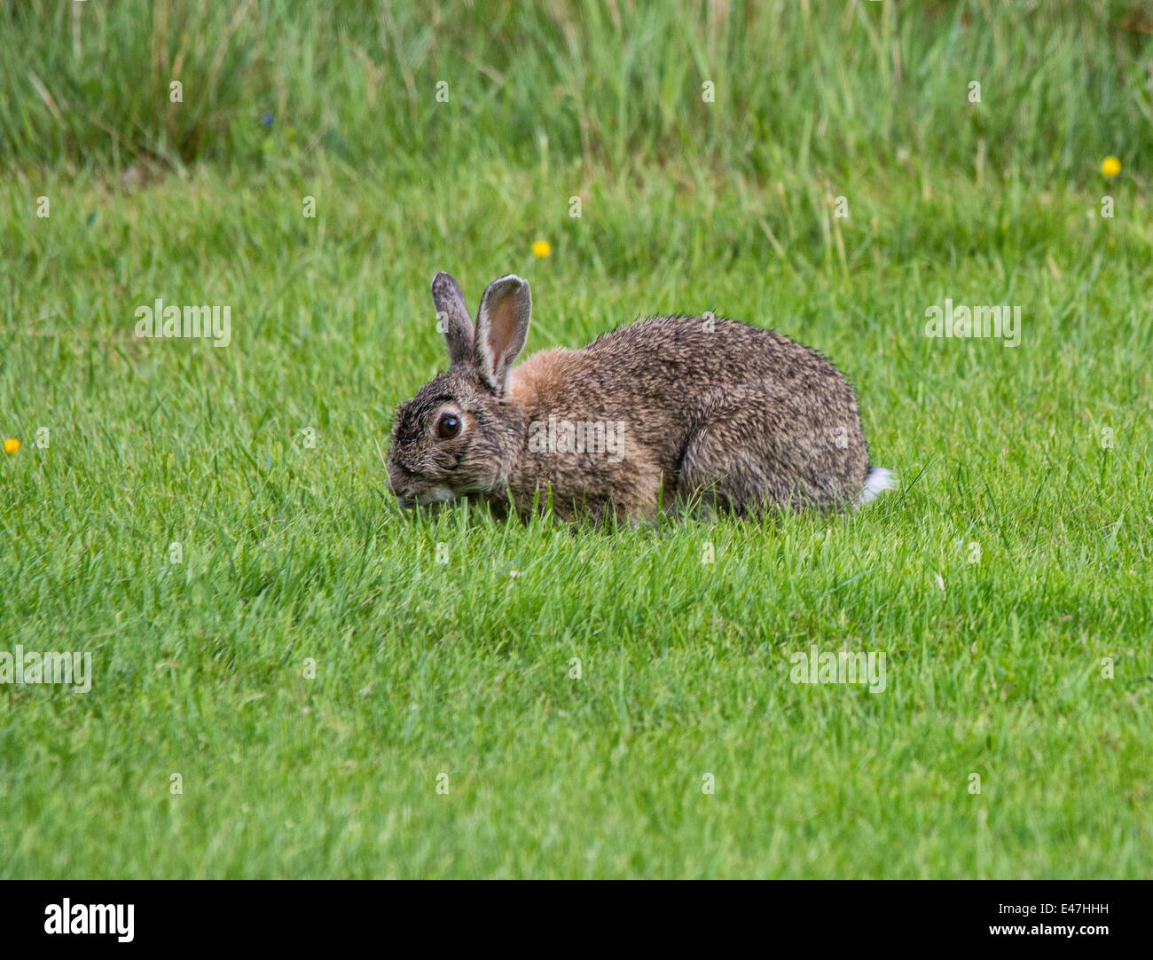 Nibbling the grass hi-res stock photography and images - Alamy