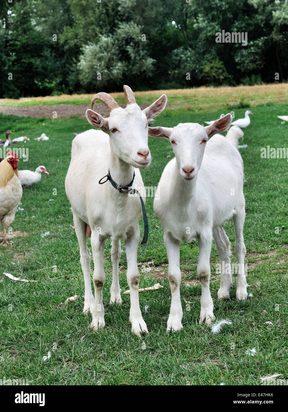 Two goats on spring green grass - farm Stock Photo - Alamy