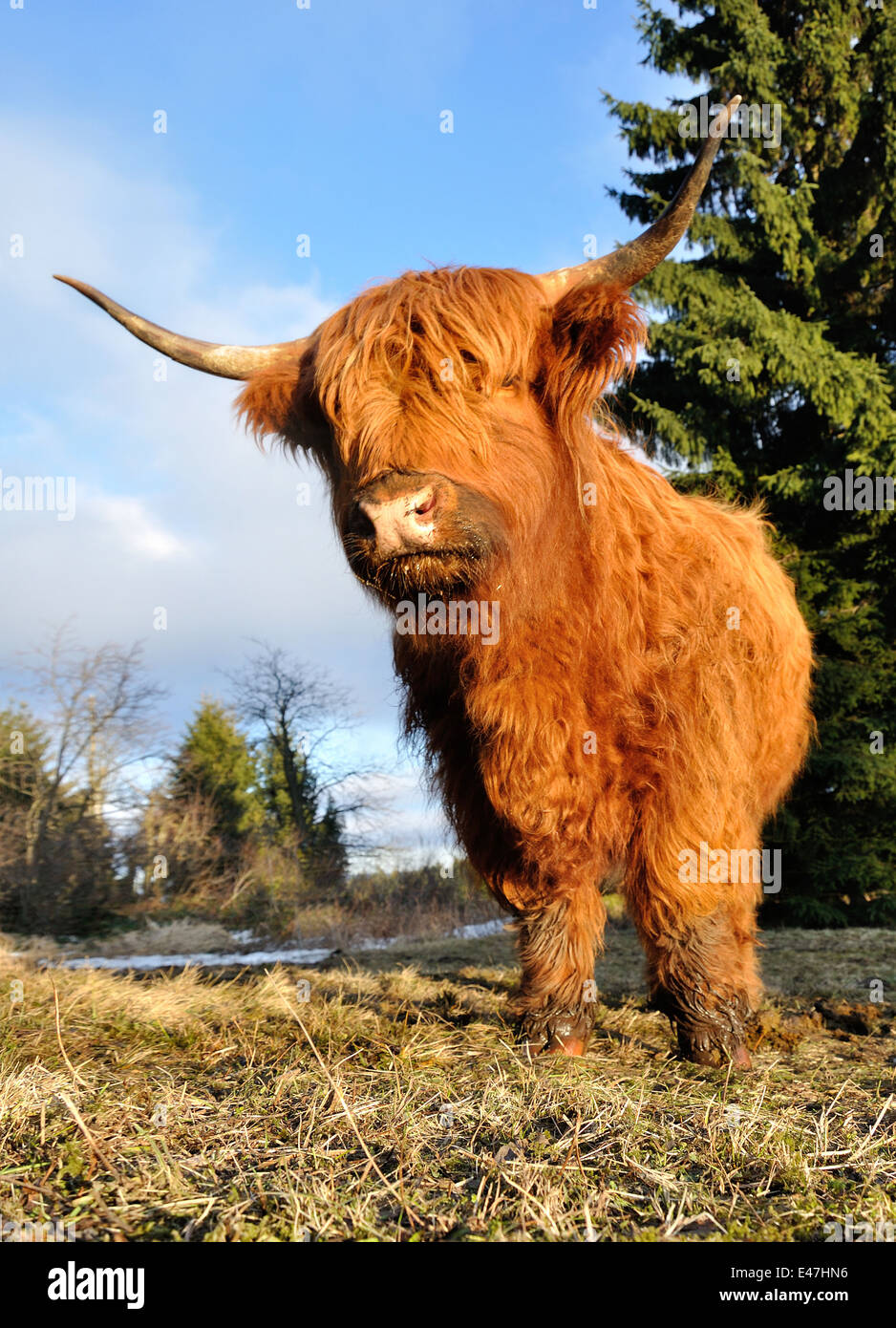 Red bison close up on the side Stock Photo - Alamy