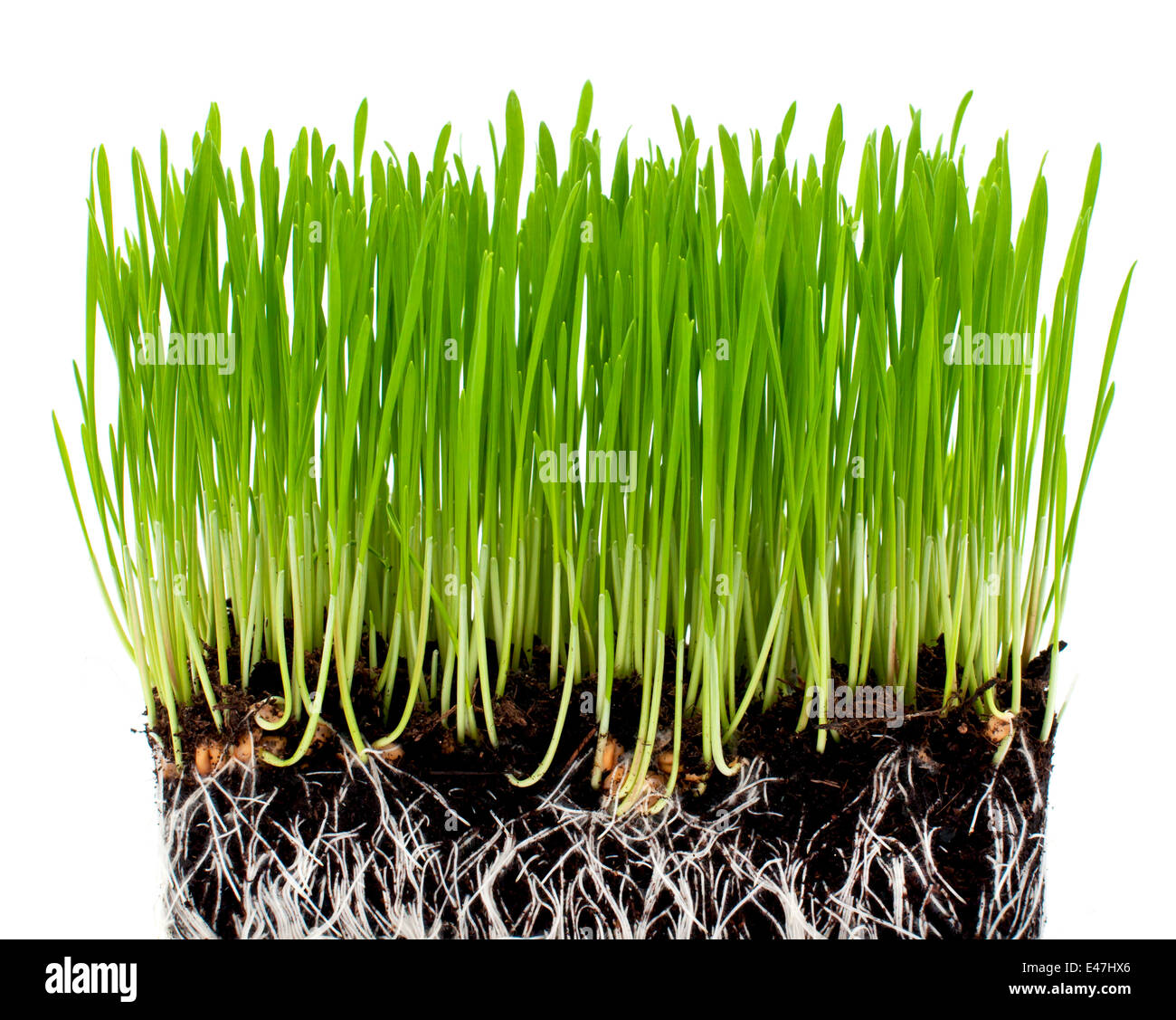 green grass with ground isolated on white background Stock Photo - Alamy