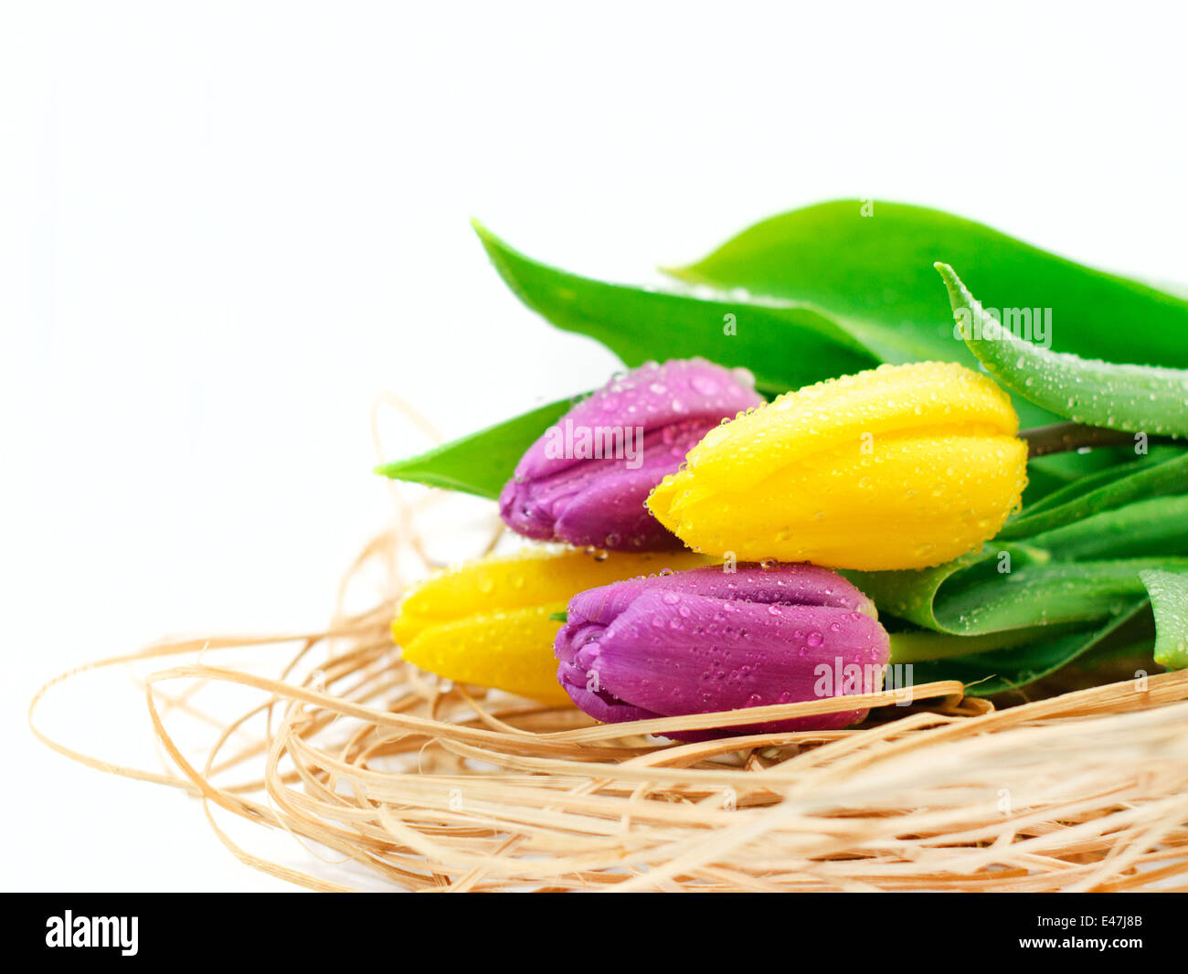 four tulip with decoration on white background Stock Photo - Alamy