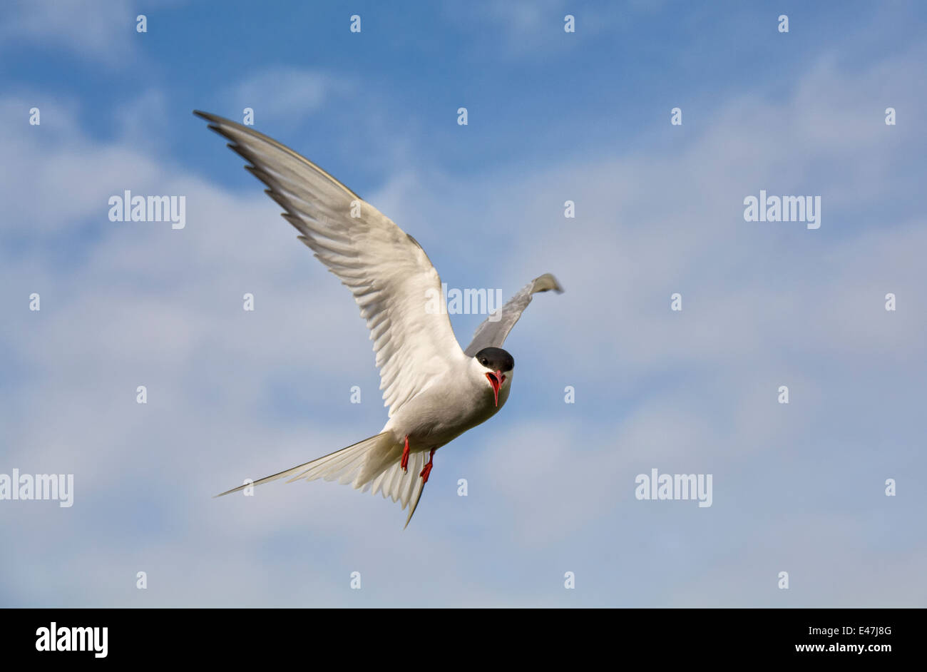 Arctic Tern in flight Stock Photo - Alamy