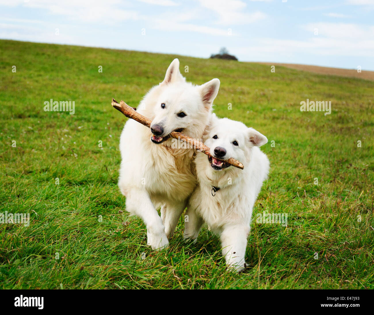 Two white dogs running in the meadow Stock Photo - Alamy