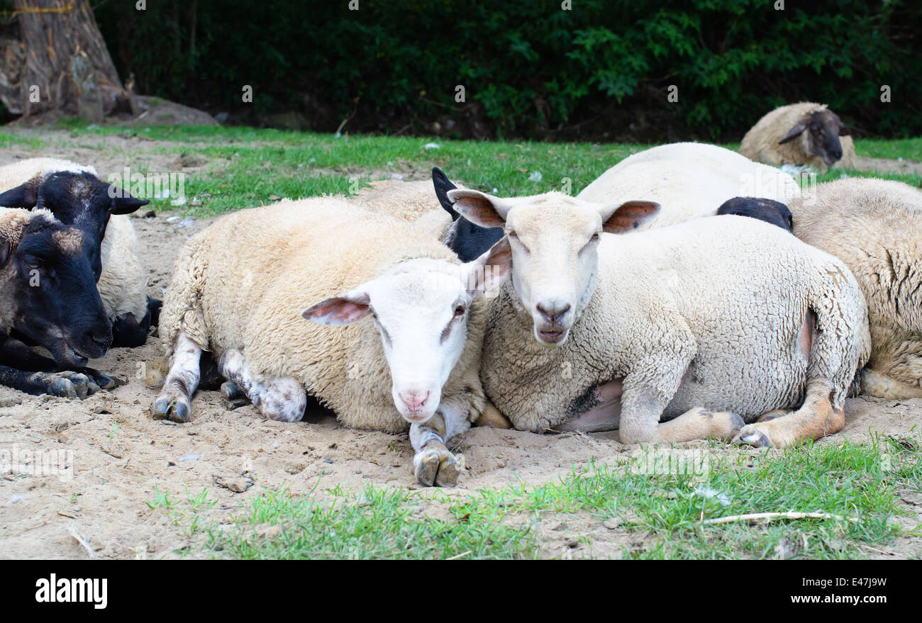 Flock of sheep on the ground on farm Stock Photo - Alamy