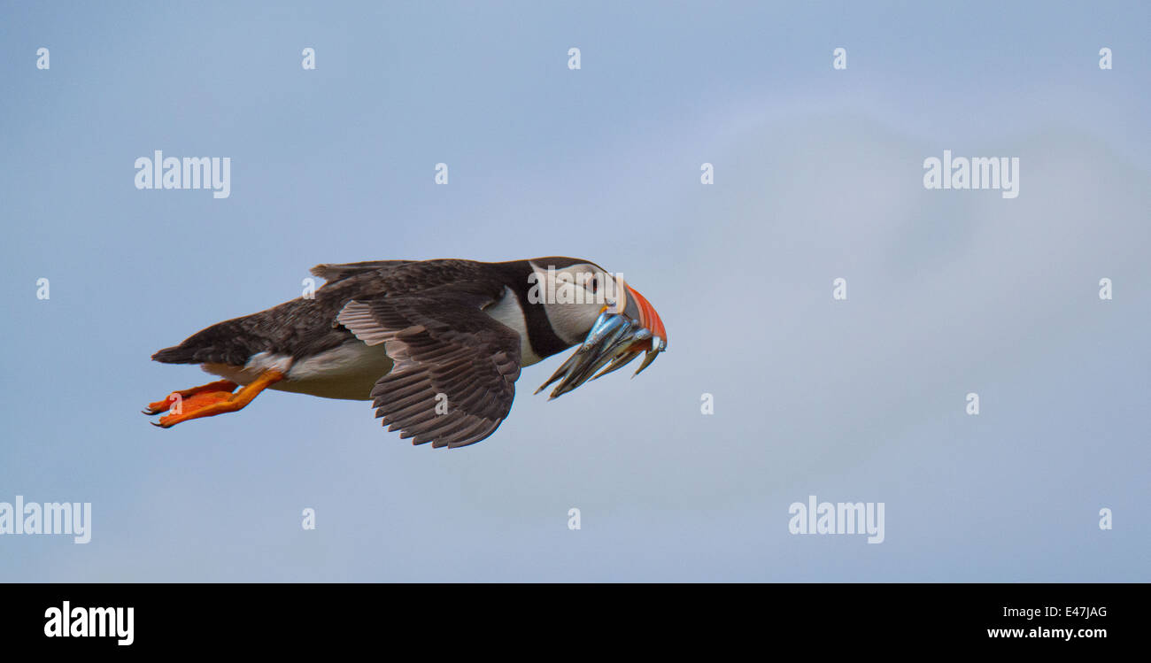 Puffin in flight Stock Photo - Alamy