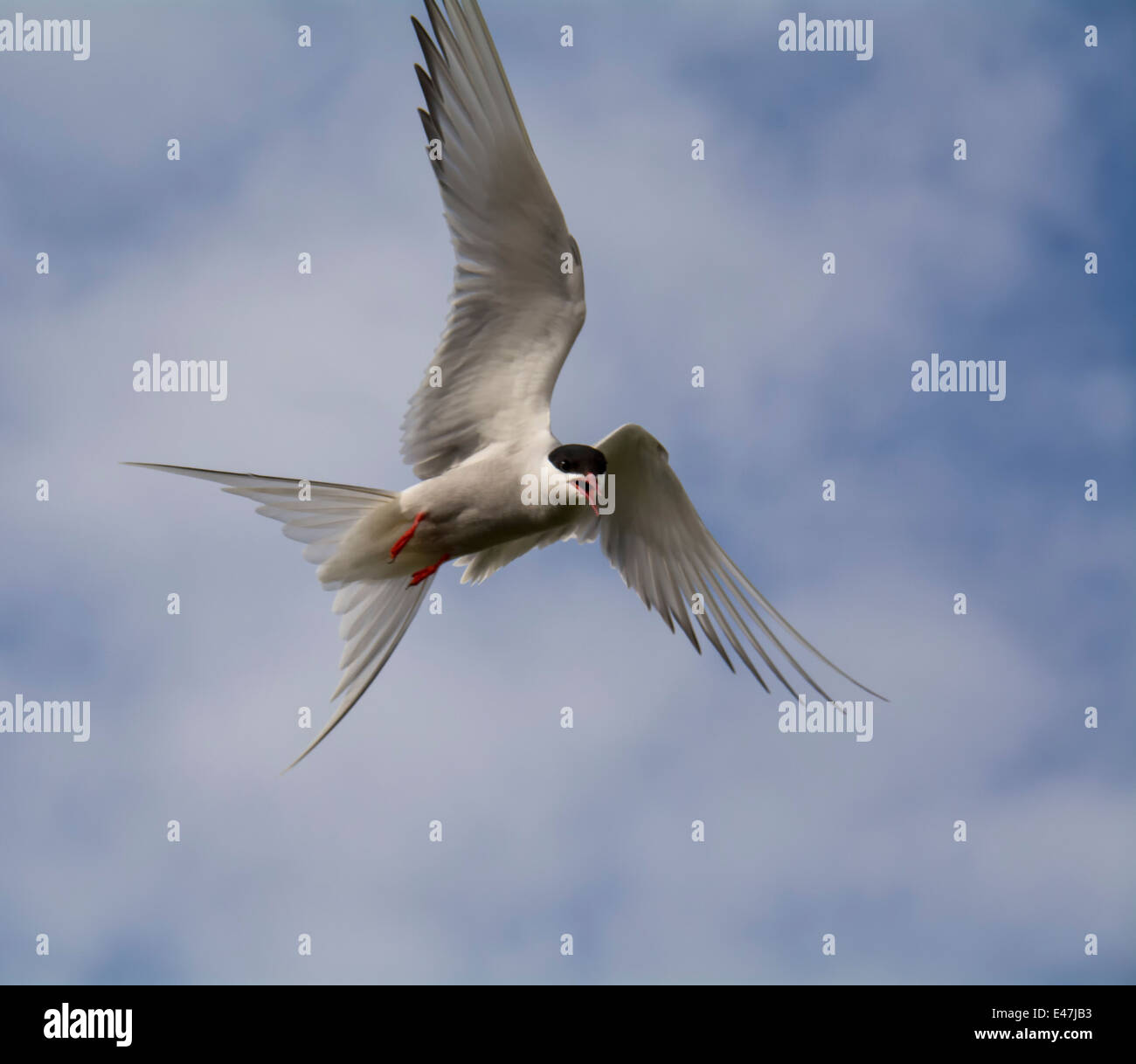 Arctic Tern in flight Stock Photo - Alamy