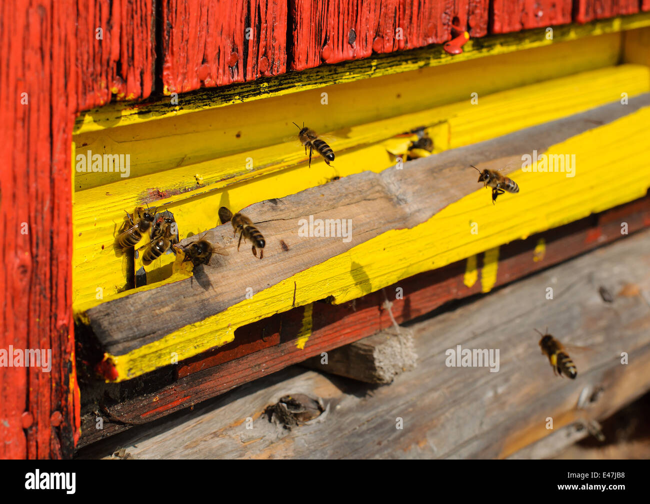 Colorful bee hives in the forest Stock Photo - Alamy