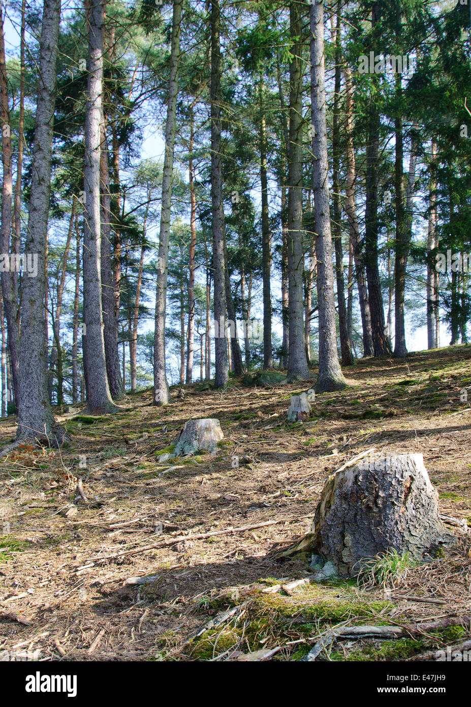 view into the coniferous forest with stumps Stock Photo - Alamy