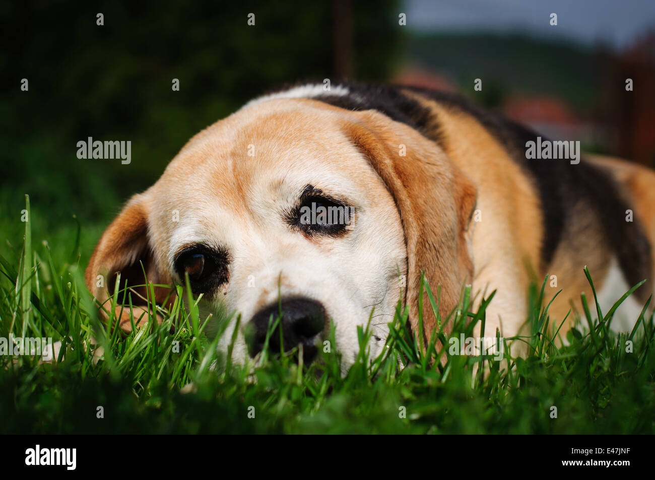 sad beagle dog on a green lawn Stock Photo - Alamy