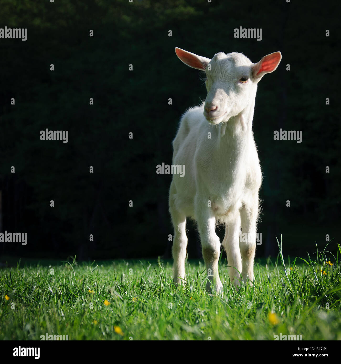 Little white goat on fresh green grass Stock Photo - Alamy