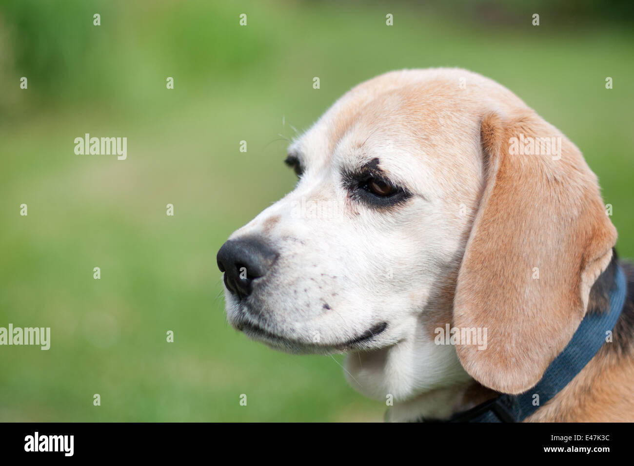 detail of beagle head on green background Stock Photo - Alamy