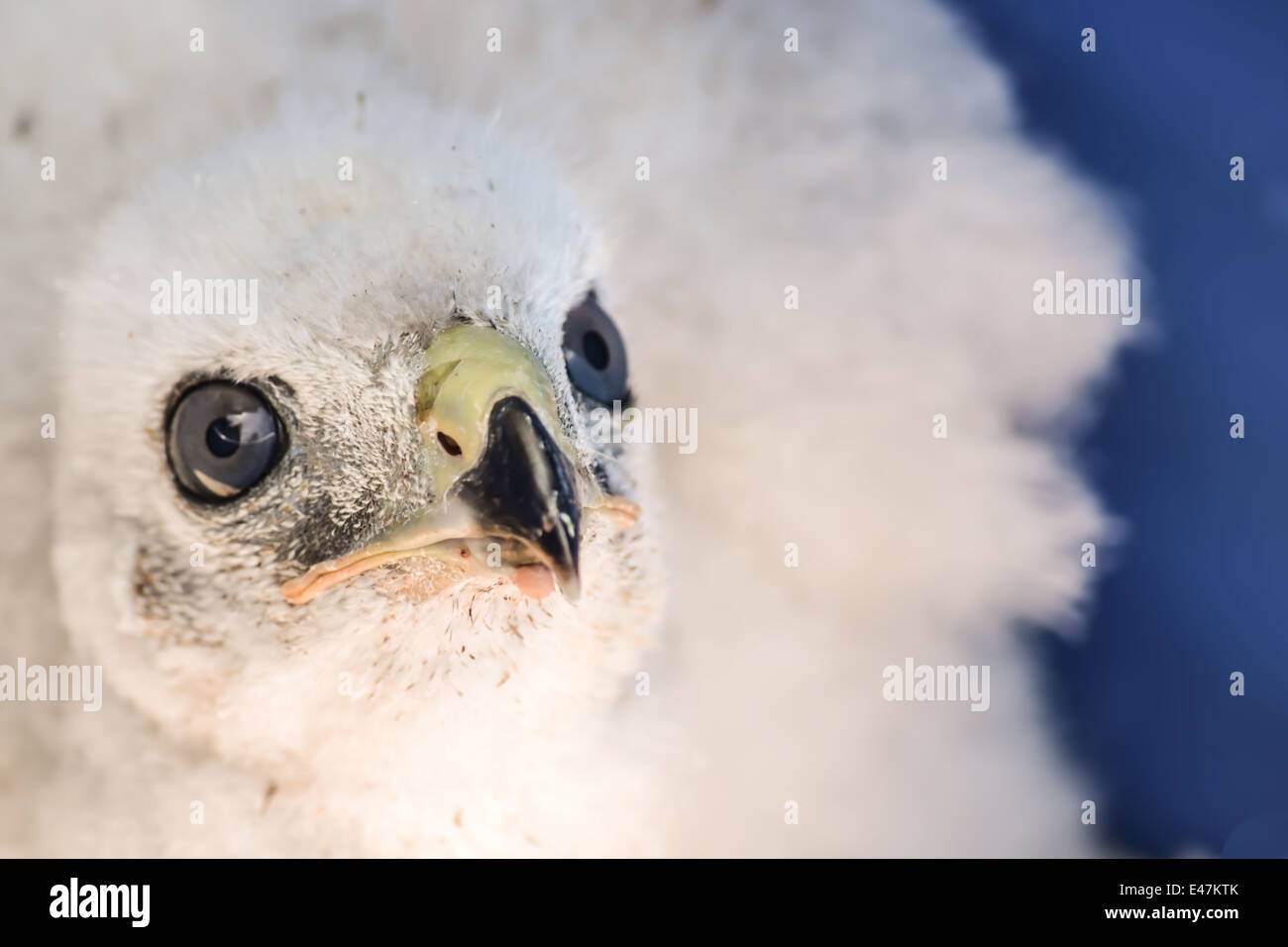 Accipiter hawk hatchling hi-res stock photography and images - Alamy