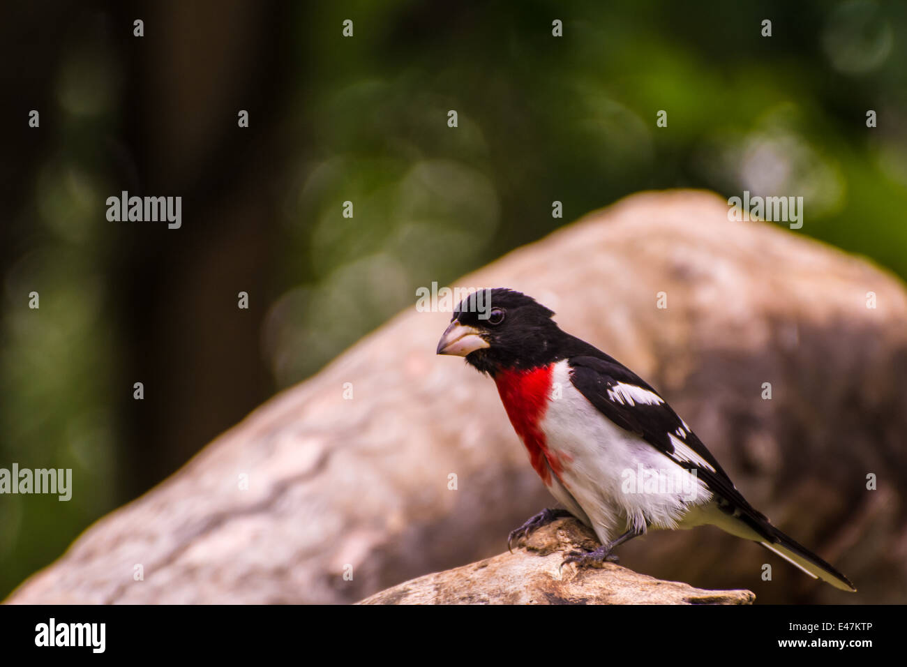 Red breasted grosbeak hi-res stock photography and images - Alamy