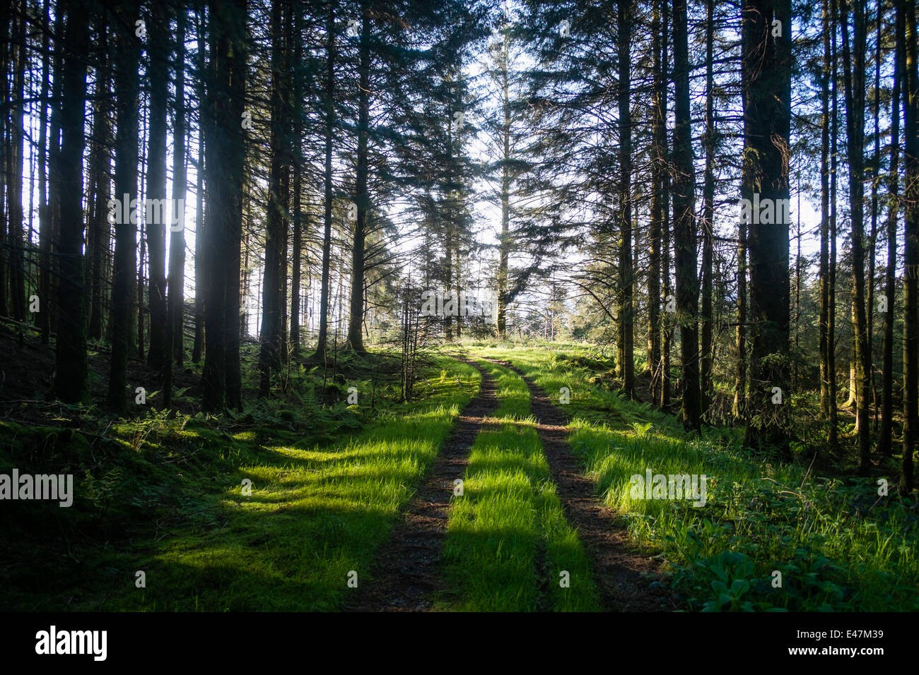 a trackway path road lane track route through coniferous woodland UK ...