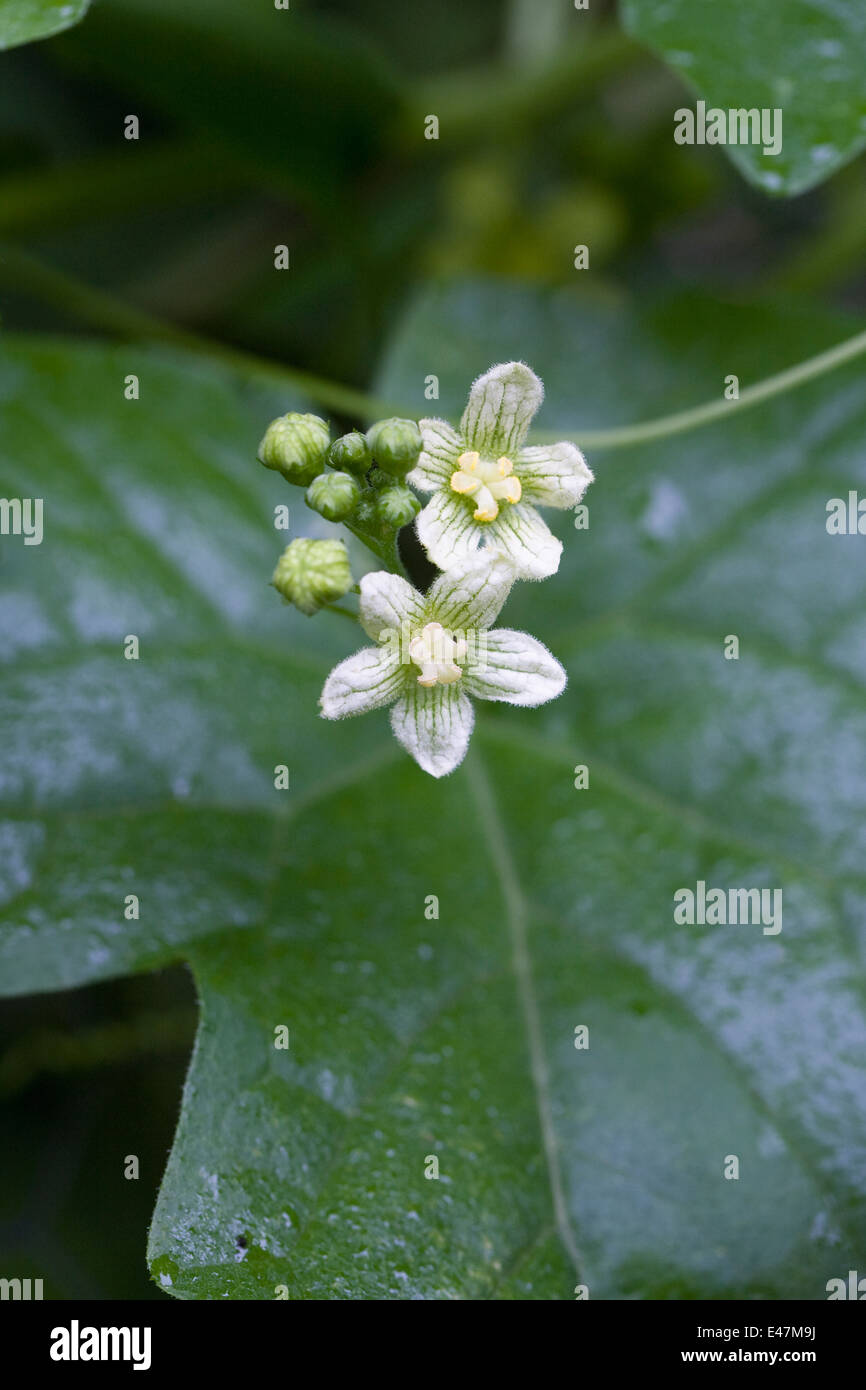 White bryony hi-res stock photography and images - Alamy