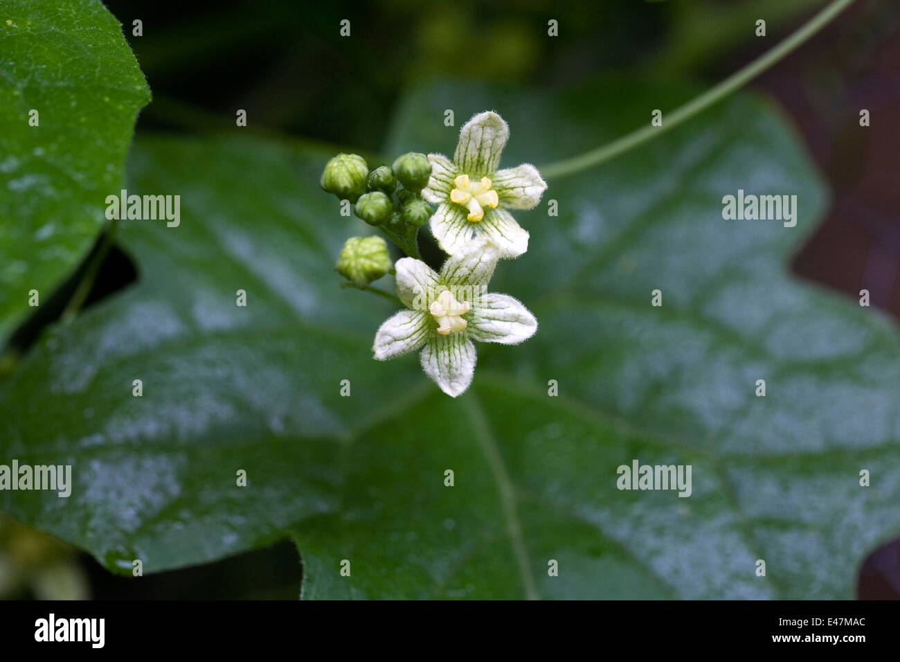 White bryony bryonia dioica hi-res stock photography and images - Alamy