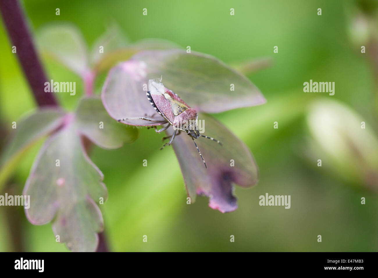 Hairy insects hi-res stock photography and images - Alamy