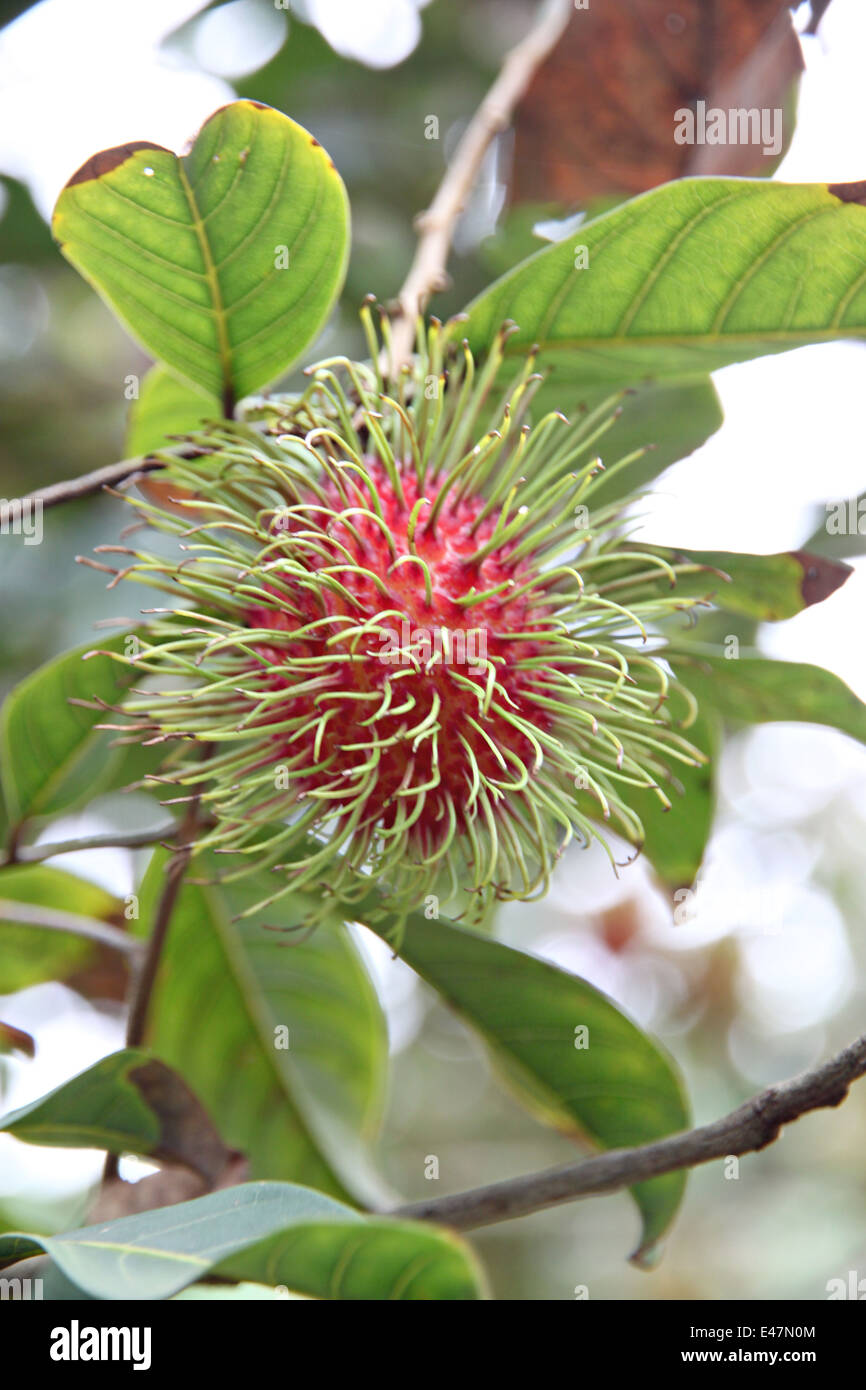 Fresh rambutan on tree in orchards Stock Photo - Alamy