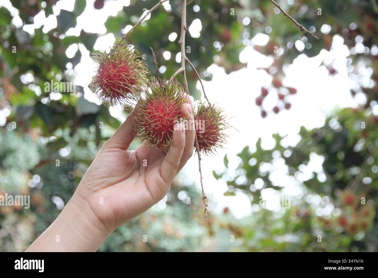 Fresh rambutan on hands of women in orchards Stock Photo - Alamy