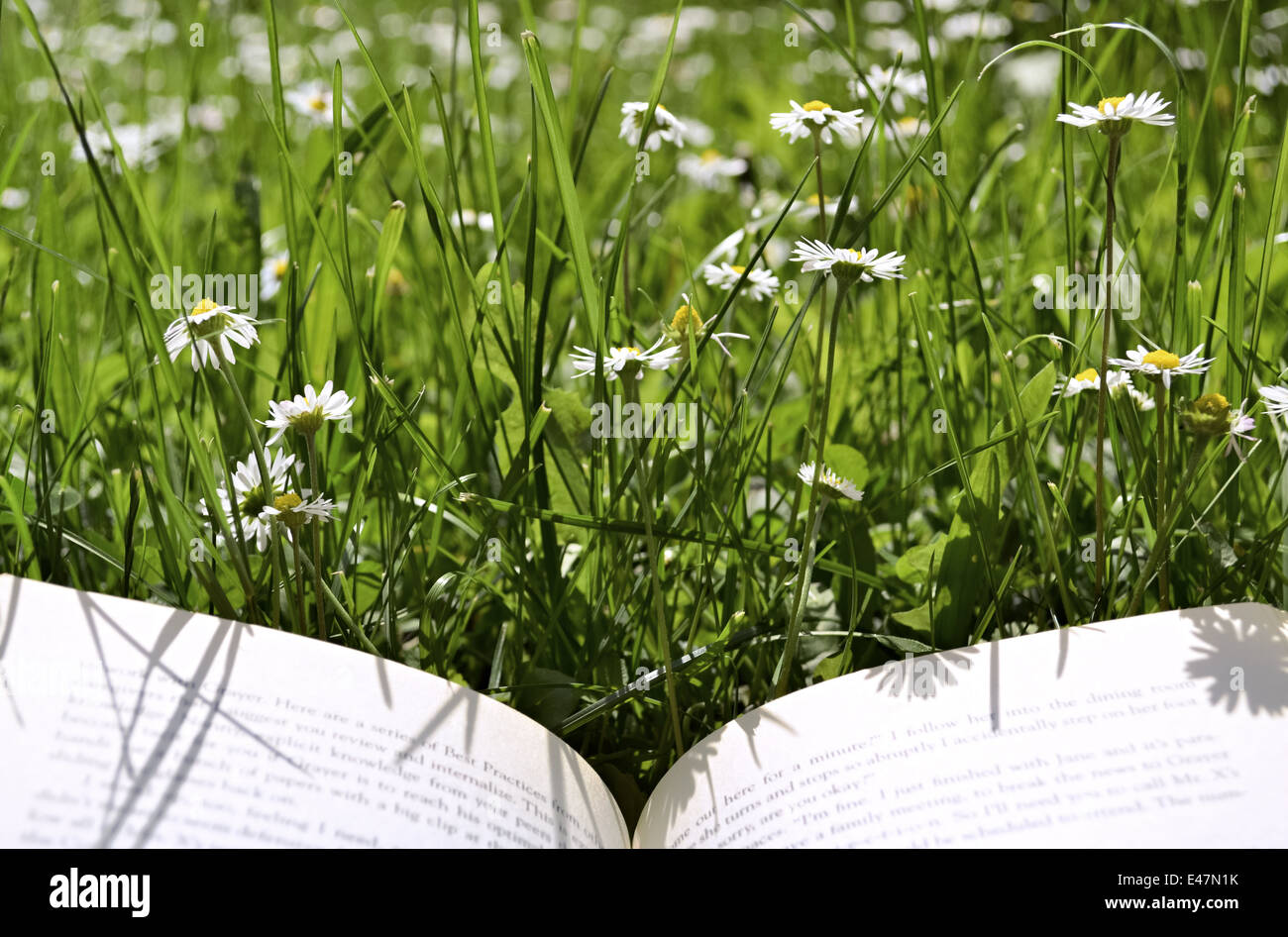 Sunny meadow flowers book hi-res stock photography and images - Alamy