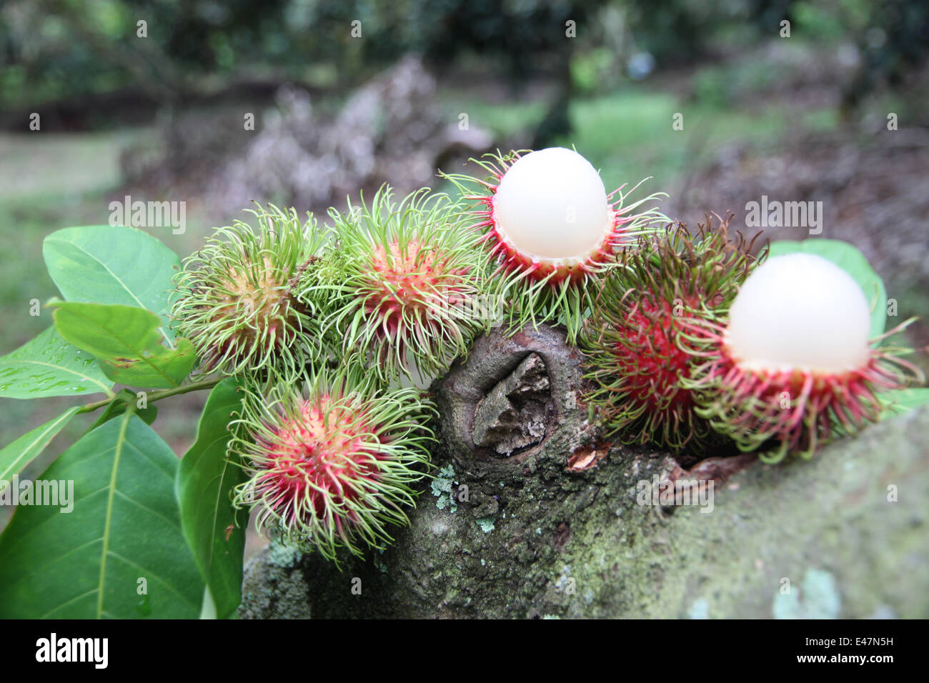 Rambutan tree hi-res stock photography and images - Alamy