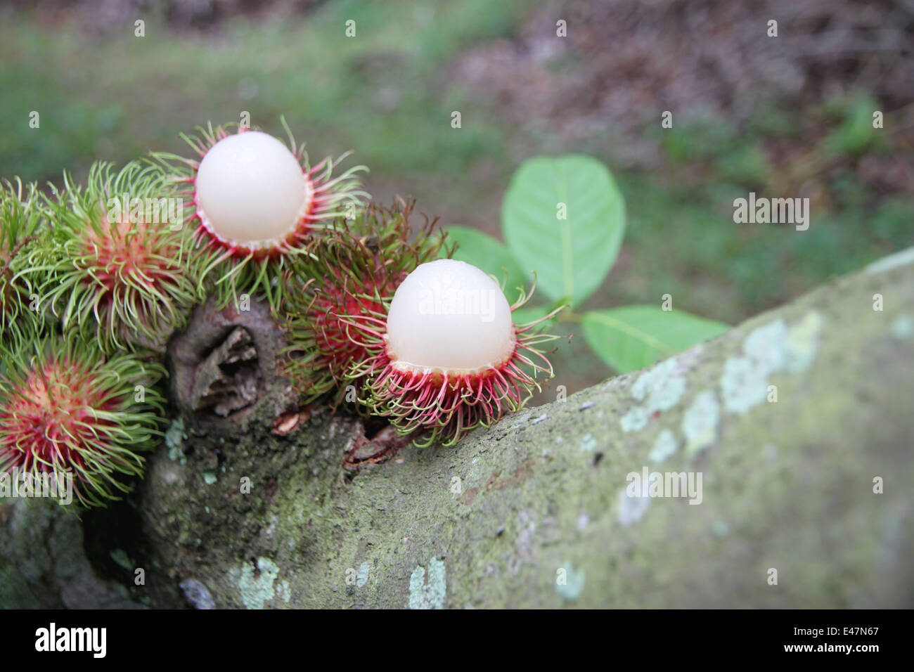 Rambutan tree hi-res stock photography and images - Alamy
