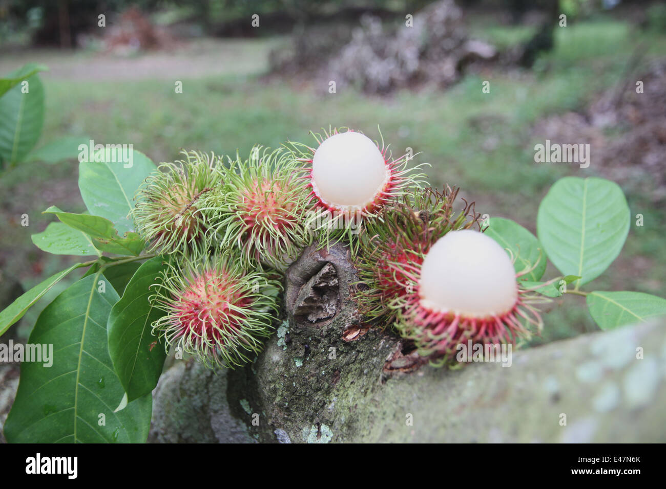 Fresh rambutan on tree in orchards Stock Photo - Alamy