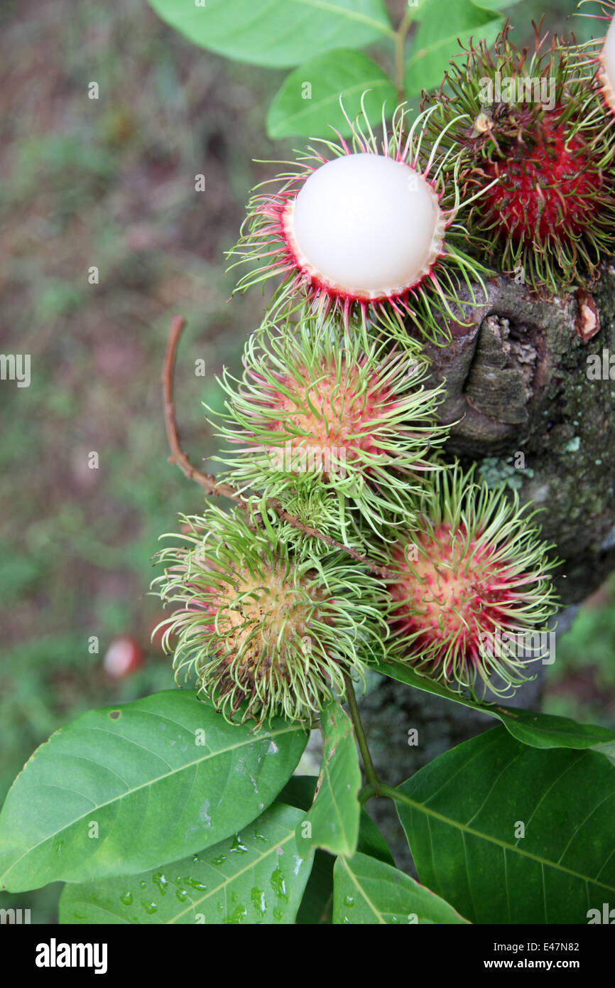 Fresh rambutan on tree in orchards Stock Photo - Alamy