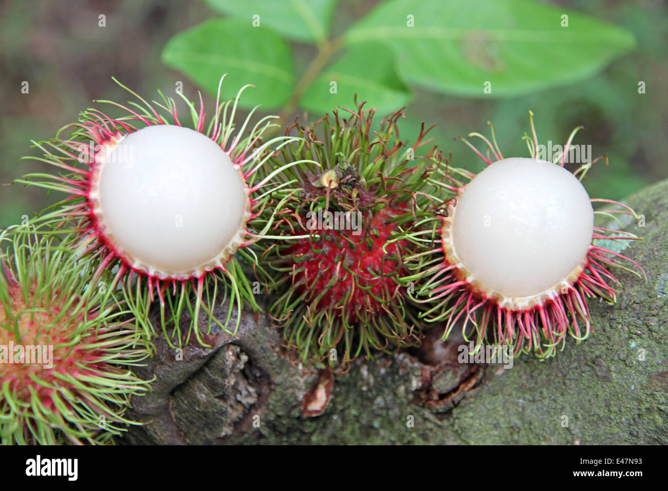 Rambutan tree hi-res stock photography and images - Alamy
