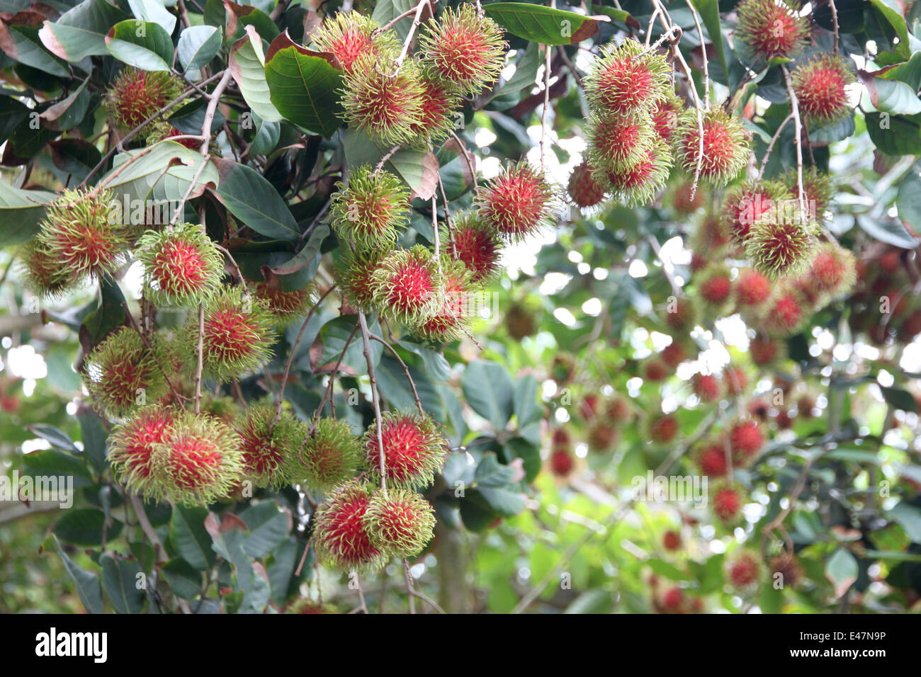 Rambutan Fruit Tree