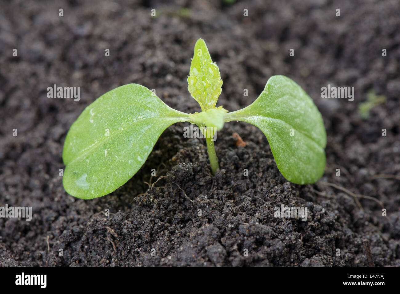 young green plant growing up from the fertile soil Stock Photo - Alamy